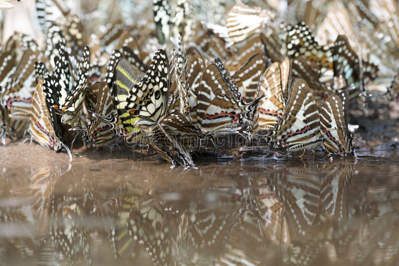 Butterfly,the Spot Swordtail Stock Photo - Image of five, flying: 142463798