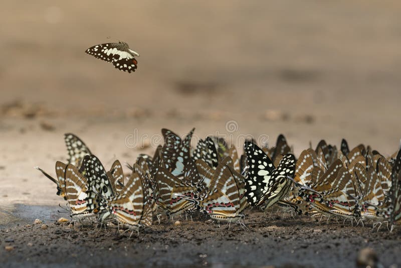Spot Swordtail Butterfly Graphium Nomius Stock Photo - Image of color ...