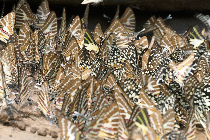 Butterfly,the Spot Swordtail Stock Image - Image of nomius, animal ...