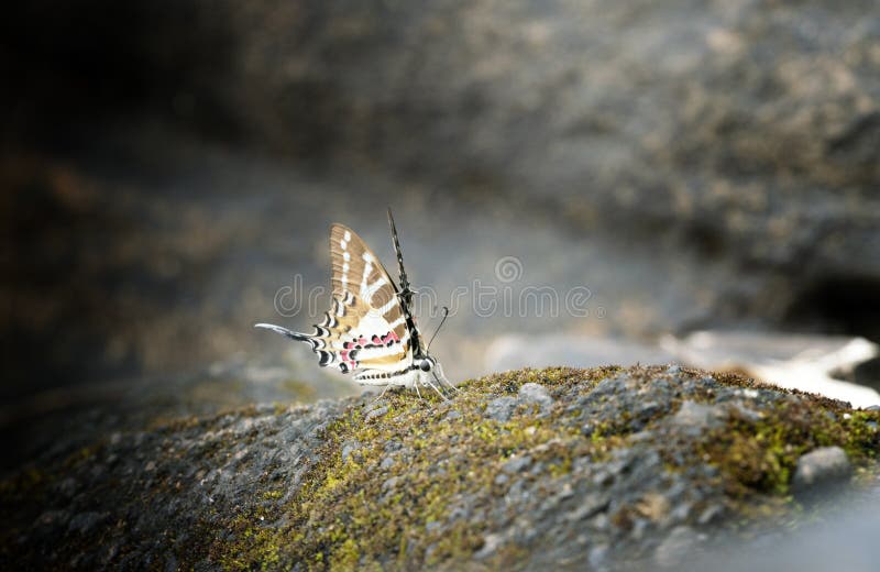 Butterfly,the Spot Swordtail Stock Photo - Image of butterfly, green ...