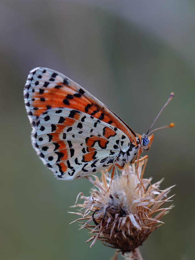 Butterfly - Spotted Fritillary (Melitaea Didyma) Stock Photo - Image of ...