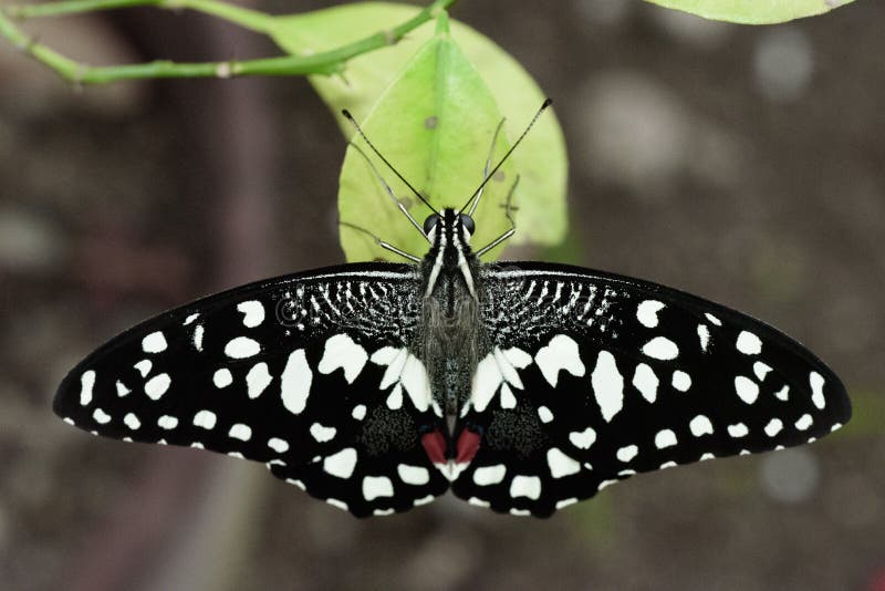 Butterfly Spreading Its Wings in Nature, Insect in Tropical Forest ...