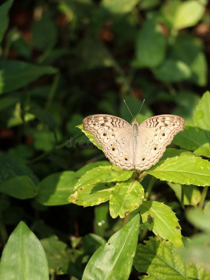 Butterfly Spreading Its Wings in Nature, Insect in Tropical Forest ...