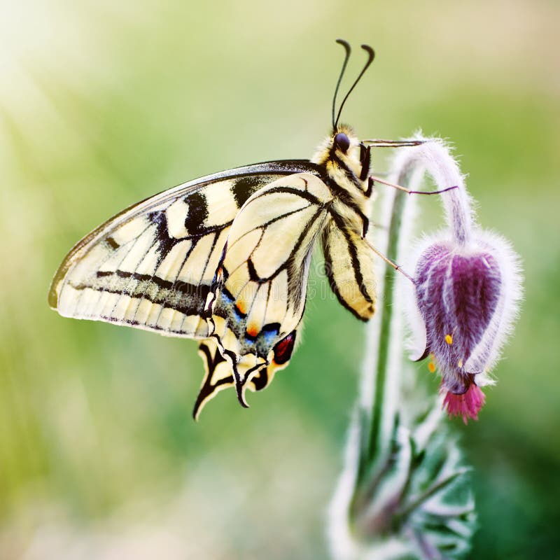 Butterfly on a Spring Flower Stock Image - Image of metamorphosis ...