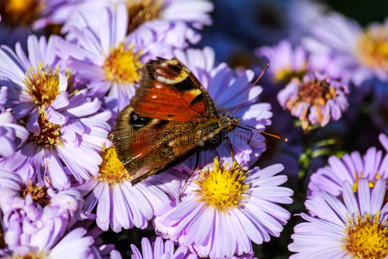 Butterfly on Spring Flowering Flowers Stock Image - Image of flowers ...