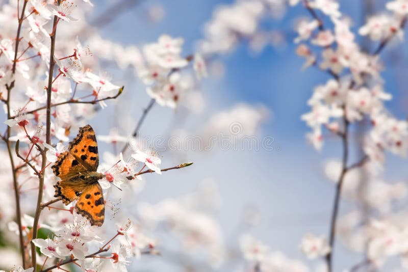 Butterfly on Spring Flowers Stock Image - Image of beauty, floral: 4564047