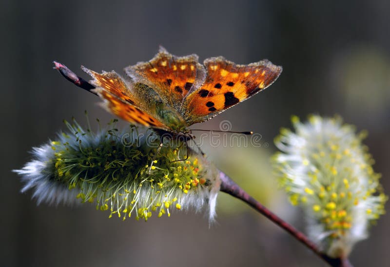 Butterfly on Spring Flowers Stock Image - Image of bright, daylight ...
