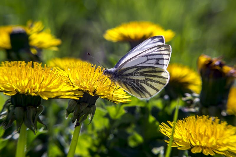 A Butterfly in Spring Seasons Stock Photo - Image of entomology ...
