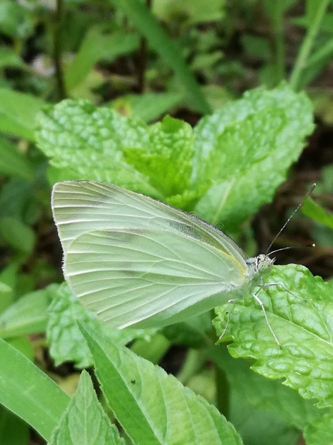 Butterfly of spring stock photo. Image of grass, animal - 203352382