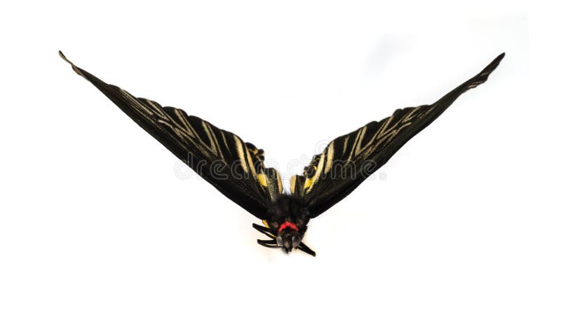 Butterfly staff. stock photo. Image of colorful, black - 70125358