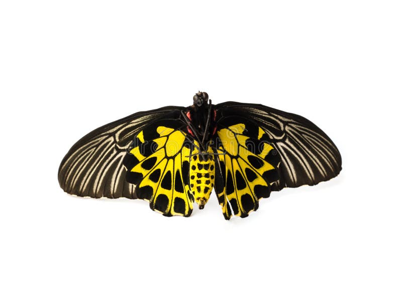 Butterfly staff. stock photo. Image of isolated, moth - 70125508