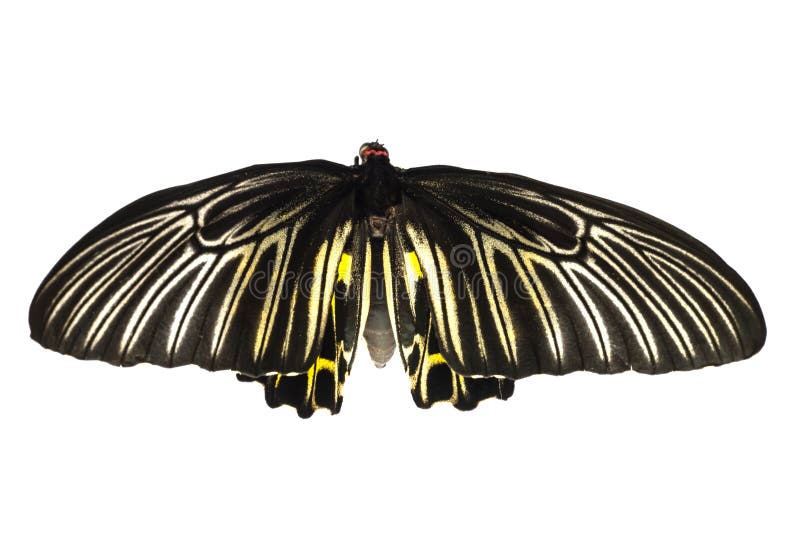 Butterfly staff. stock photo. Image of lepidoptera, open - 70125752