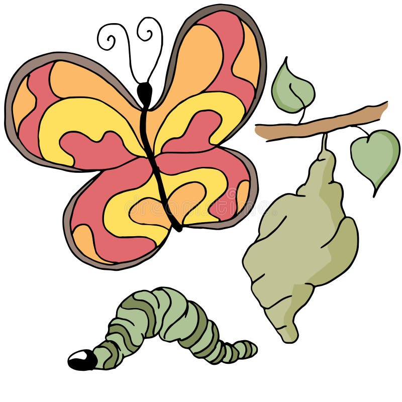 Butterfly Stages stock vector. Illustration of morph - 38485085