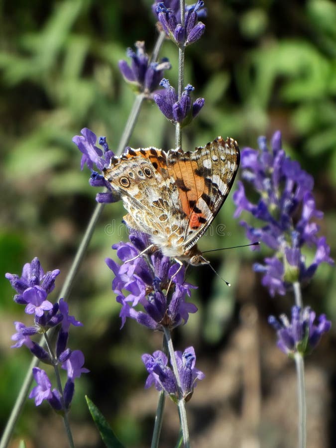 Butterfly Standing on the Flower Stock Image - Image of insect ...
