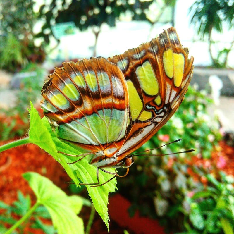 Butterfly Standing on the Leaf Stock Photo - Image of pollinator, plant ...