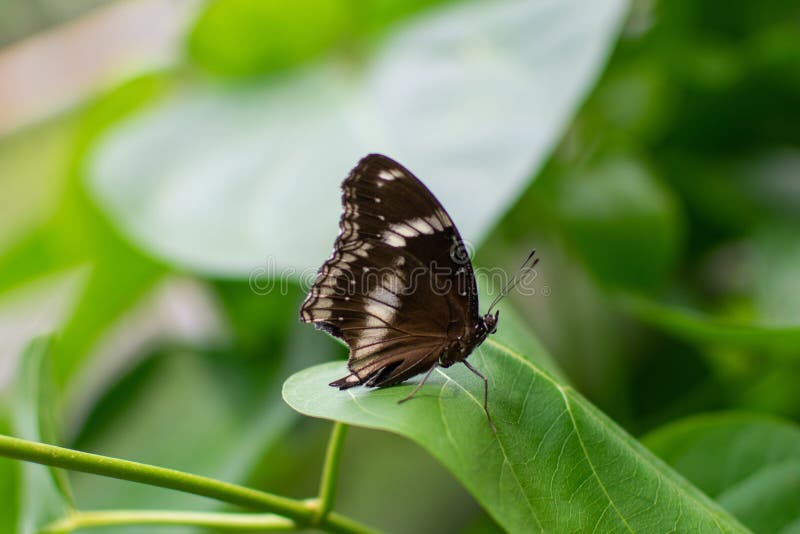 Butterfly Standing on a Leaf Stock Photo - Image of garden, chilli ...