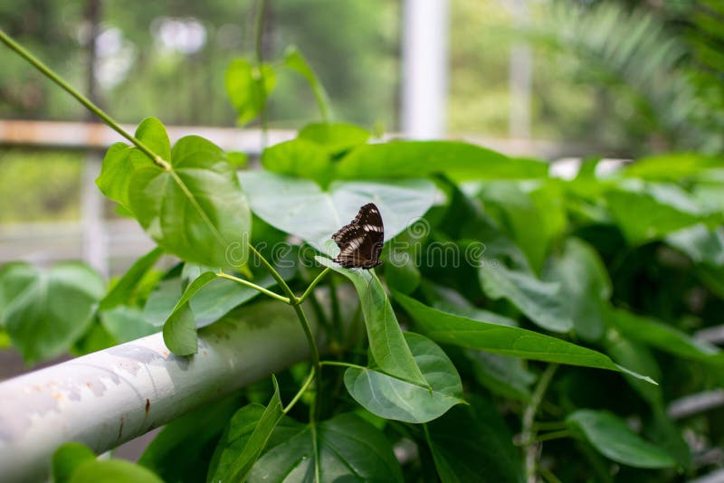Butterfly Standing on a Leaf Stock Image - Image of cute, flowers ...