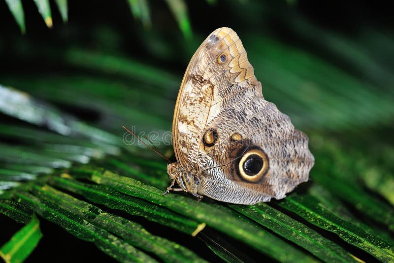 Butterfly standing on leaf stock image. Image of biology - 42674617