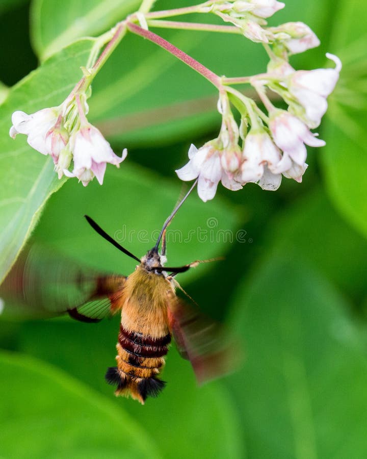 Butterfly 01 stock photo. Image of butterfly, sphynx - 194096420