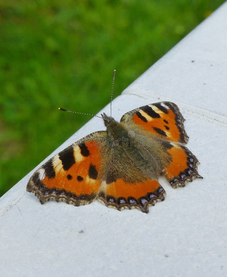 Butterfly Standing on the White Surface Stock Photo - Image of nature ...