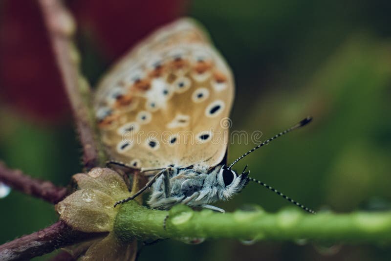 Butterfly on a Stem of a Plant Stock Photo - Image of plant, plants ...