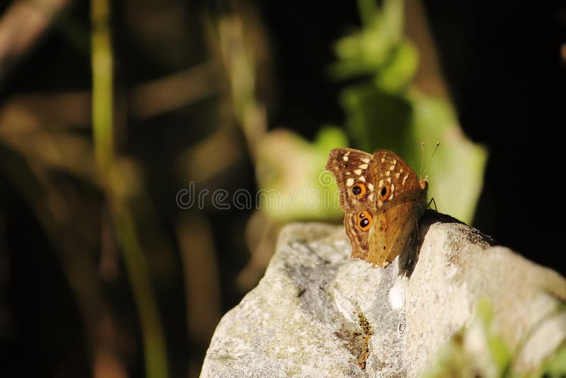 Butterfly on stone stock image. Image of orange, isolated - 13040605
