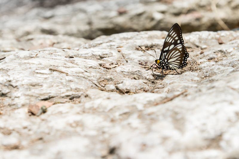 Butterfly on stone stock photo. Image of beautiful, animal - 209377928