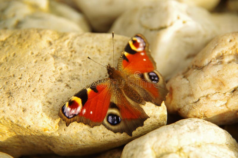 Butterfly on stone stock photo. Image of orange, black - 60370720
