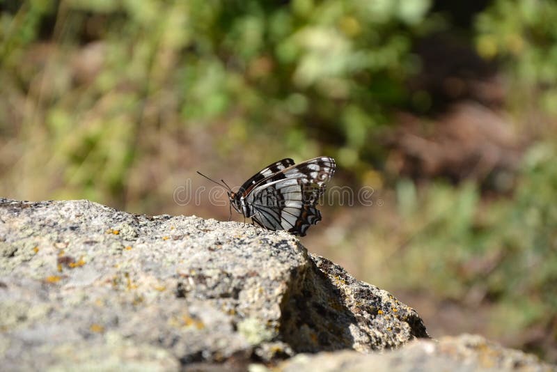 Butterfly on the stone stock photo. Image of florist - 48007054