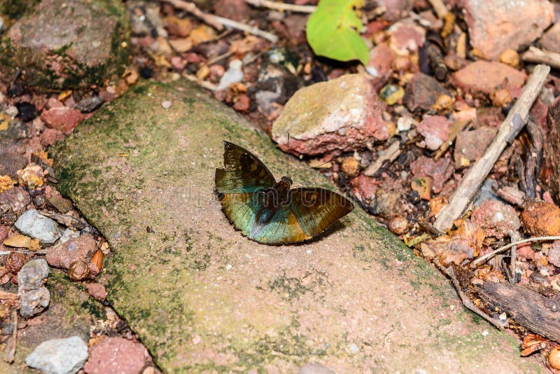 Butterfly on stone stock photo. Image of beauty, natural - 92707382