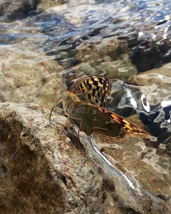 Butterfly on a stone stock photo. Image of wildlife - 230845374