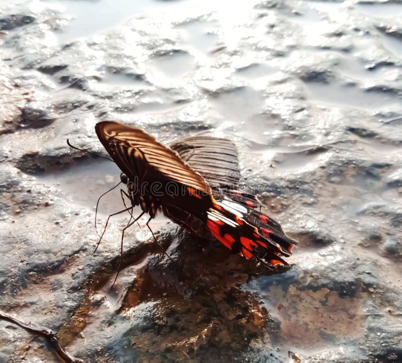 The Butterfly on Stone at Sunny Day in Pandharpur Stock Photo - Image ...