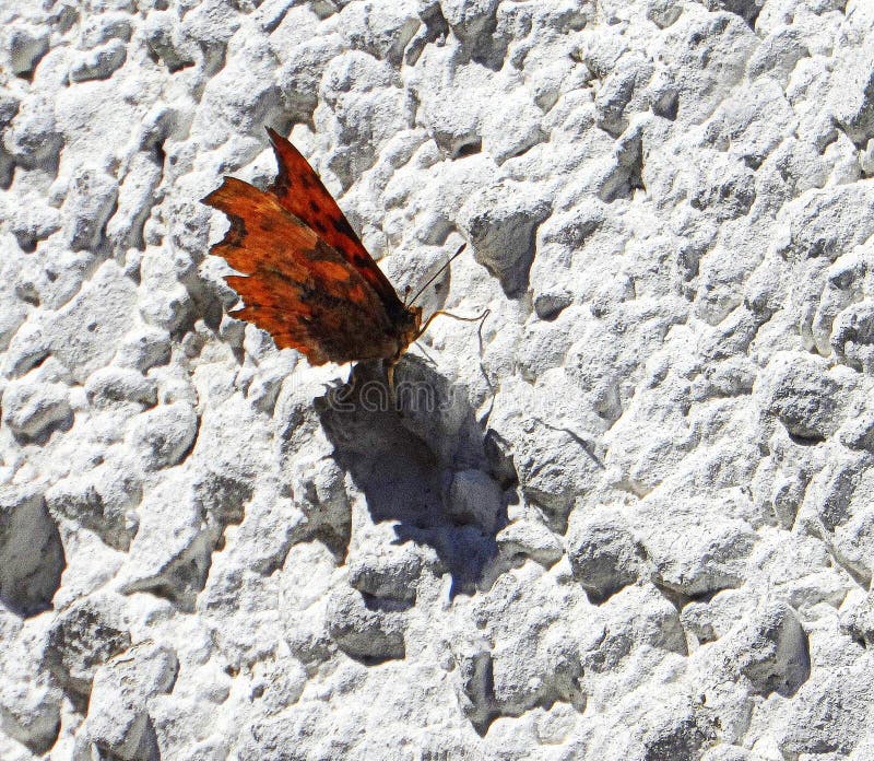 Butterfly on Stone Wall stock photo. Image of resting - 76507702