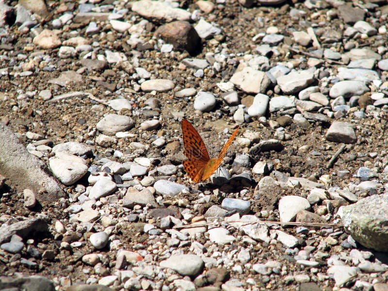 Butterfly stock image. Image of insect, butterfly, summer - 97753135