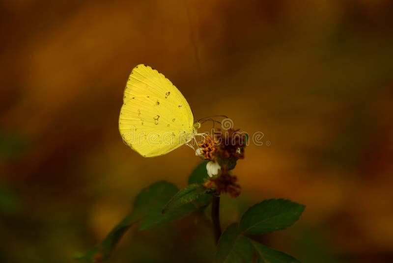 314 Butterfly Stop Stock Photos - Free & Royalty-Free Stock Photos from ...