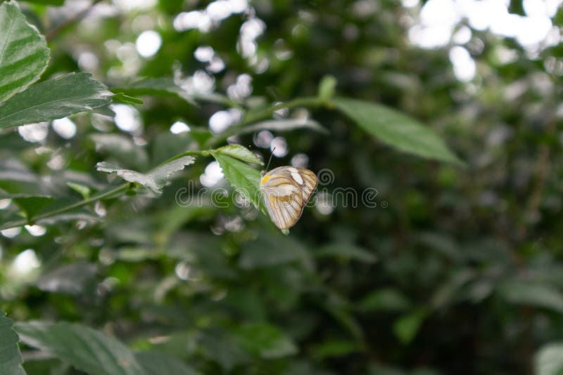 The butterfly stop at leaf stock photo. Image of produce - 205211898