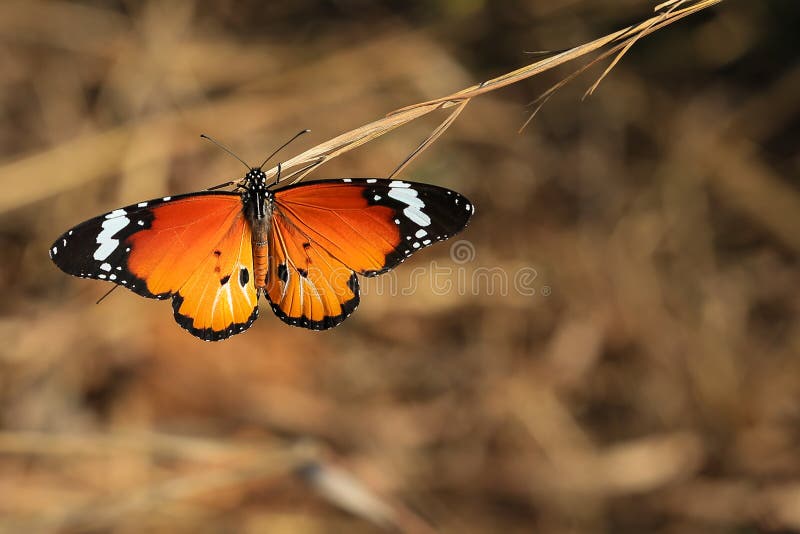 Butterfly on the straw stock image. Image of village - 189702497