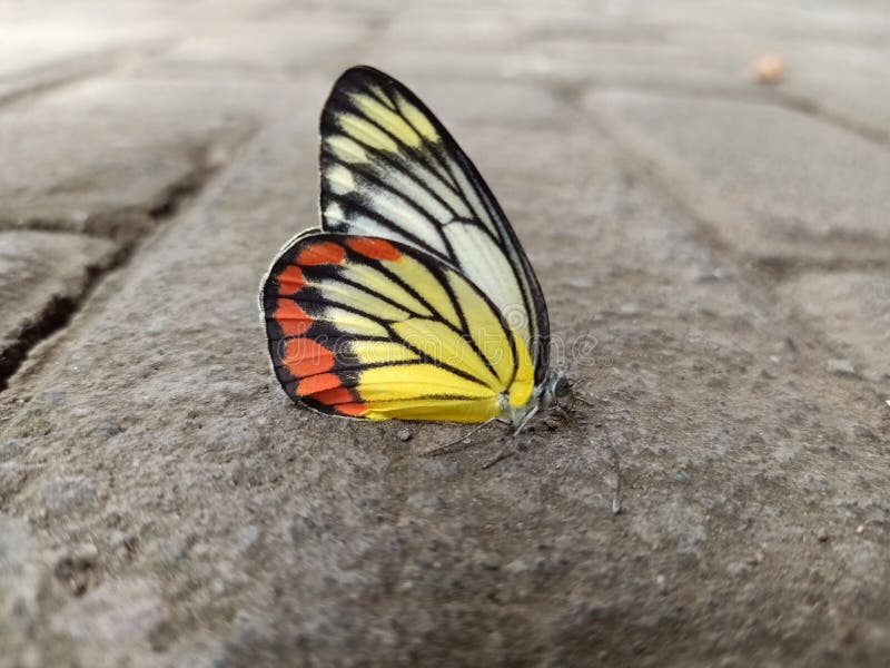 Butterfly in street stock photo. Image of natural, street - 201307656