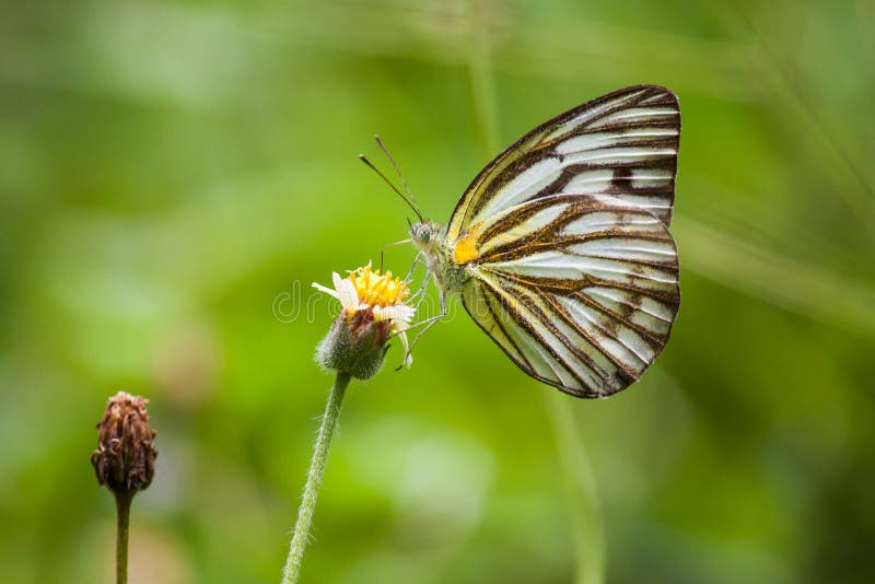 Butterfly:Striped Albatross. Stock Image - Image of fresh, albatross ...