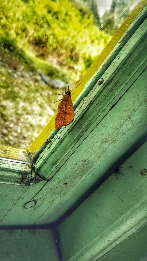 Butterfly Stuck Glass Window Stock Photos - Free & Royalty-Free Stock ...