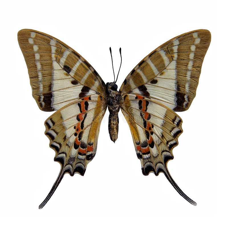 Butterfly Stuff : Spotted Swordtail Stock Photo - Image of beauty ...