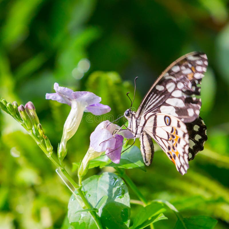4_butterflies_01 stock photo. Image of wing, colours - 12341212