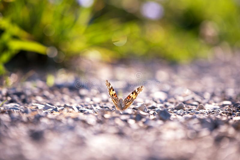 A Butterfly in the Sunlight on a Pebble Ground Stock Image - Image of ...