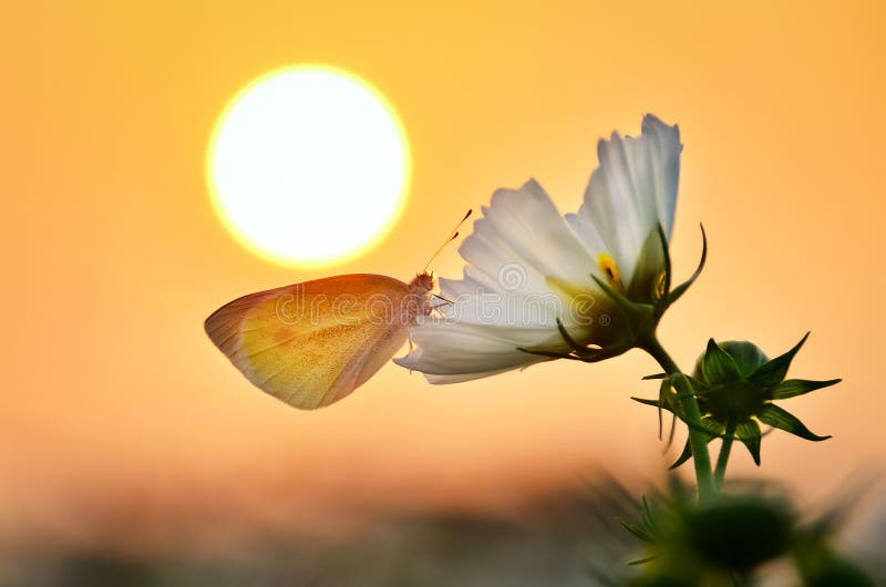Butterfly and sunset stock image. Image of summer, cosmos - 50082583