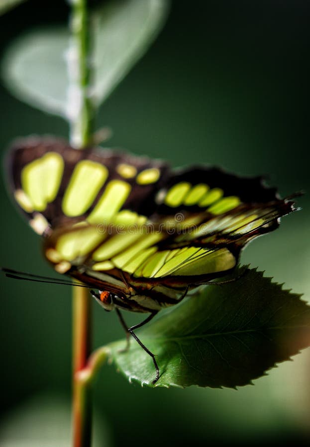 Butterfly on sunshine stock image. Image of butterfly - 225043187