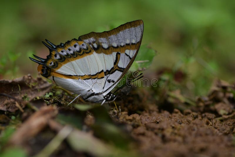 Butterfly from the Taiwan stock photo. Image of leaf - 288719608