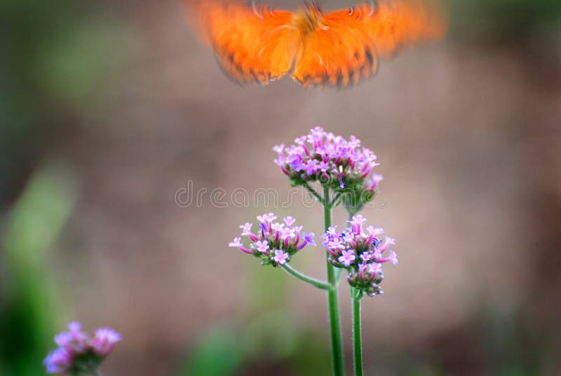 Butterfly take off stock photo. Image of nature, purple - 12391872