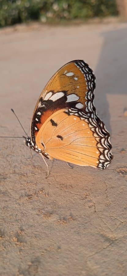 Butterfly Take a Rest Long Time Stock Image - Image of rest, black ...