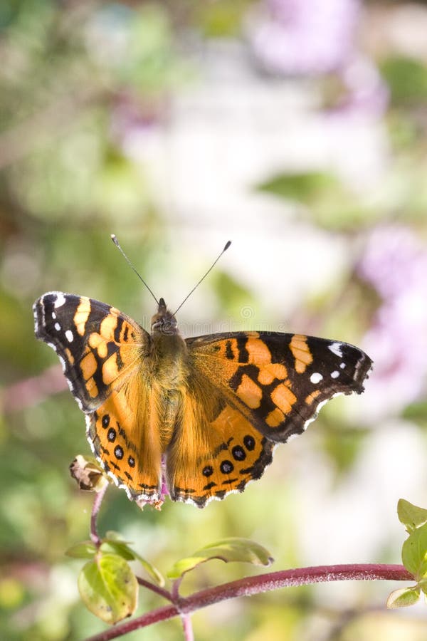 Butterfly taking flight stock photo. Image of garden, flutter - 5898778
