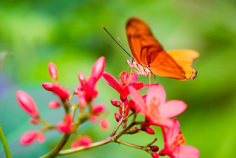 Butterfly Taking Pollen from a Purple Flower Stock Image - Image of ...